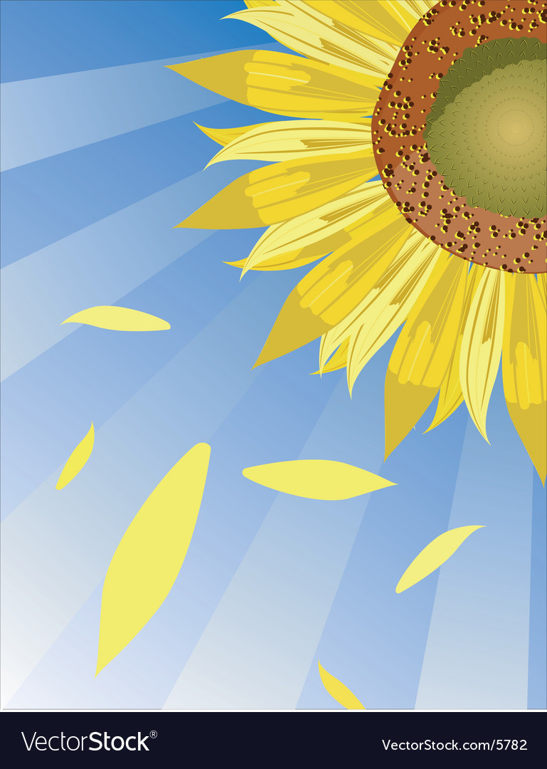 Sun flower background Royalty Free Vector Image