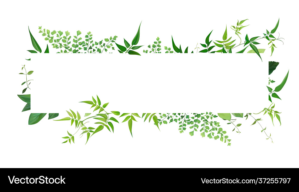 Fresh natural greenery leaves branches jasmine Vector Image