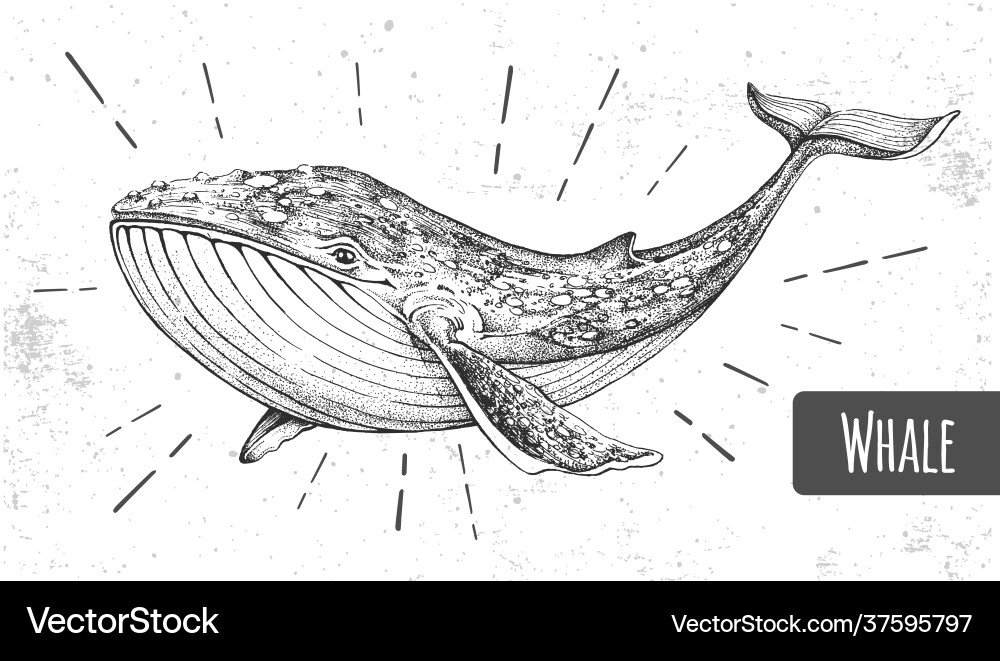 Realistic whale on grunge background Royalty Free Vector