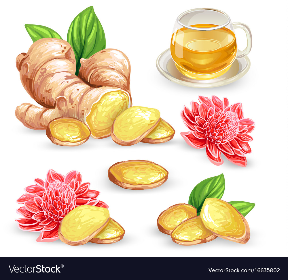 Set a fresh ginger root Royalty Free Vector Image