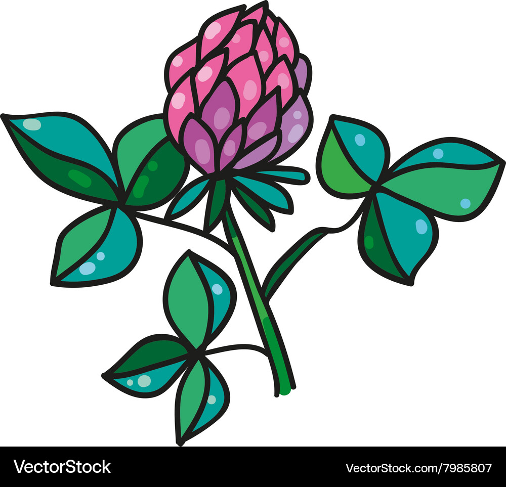 Flower of clover Royalty Free Vector Image - VectorStock