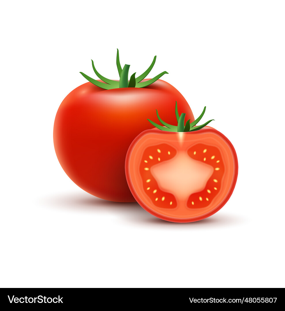 Tomato slice isolated on white tomato organic Vector Image