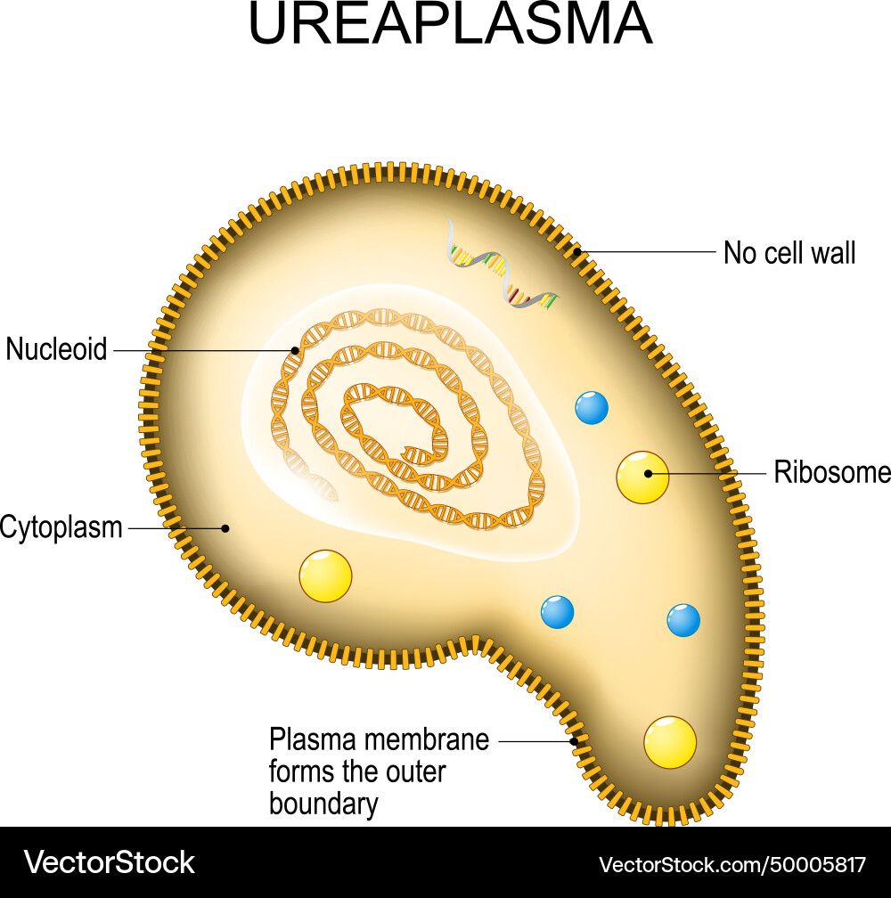 Ureaplasma anatomy cell structure of bacteria Vector Image