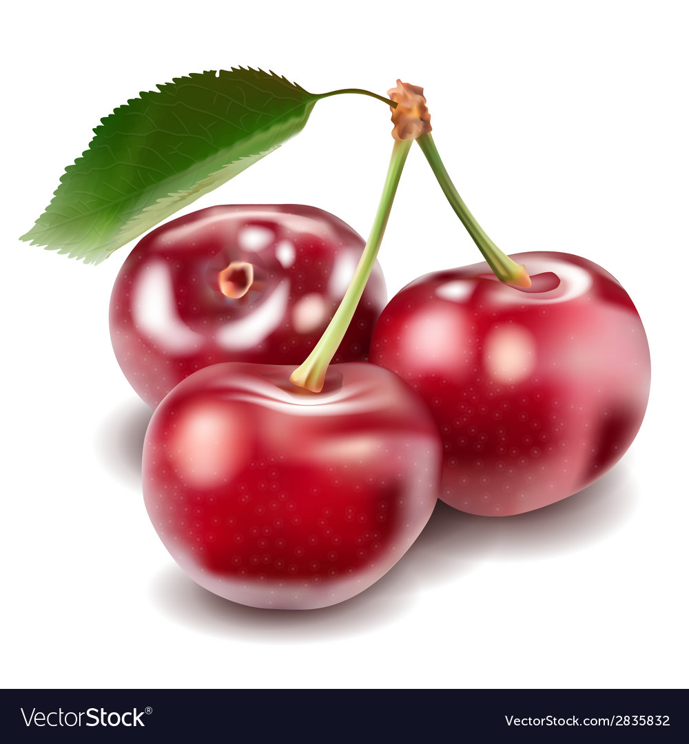 Cherry Royalty Free Vector Image - VectorStock