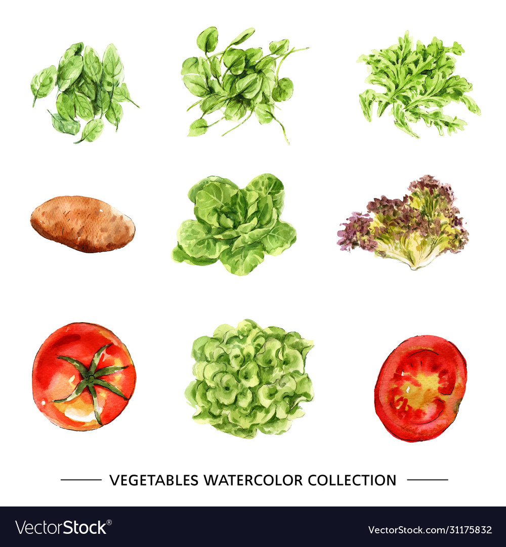 Set vegetable collection design isolated Vector Image