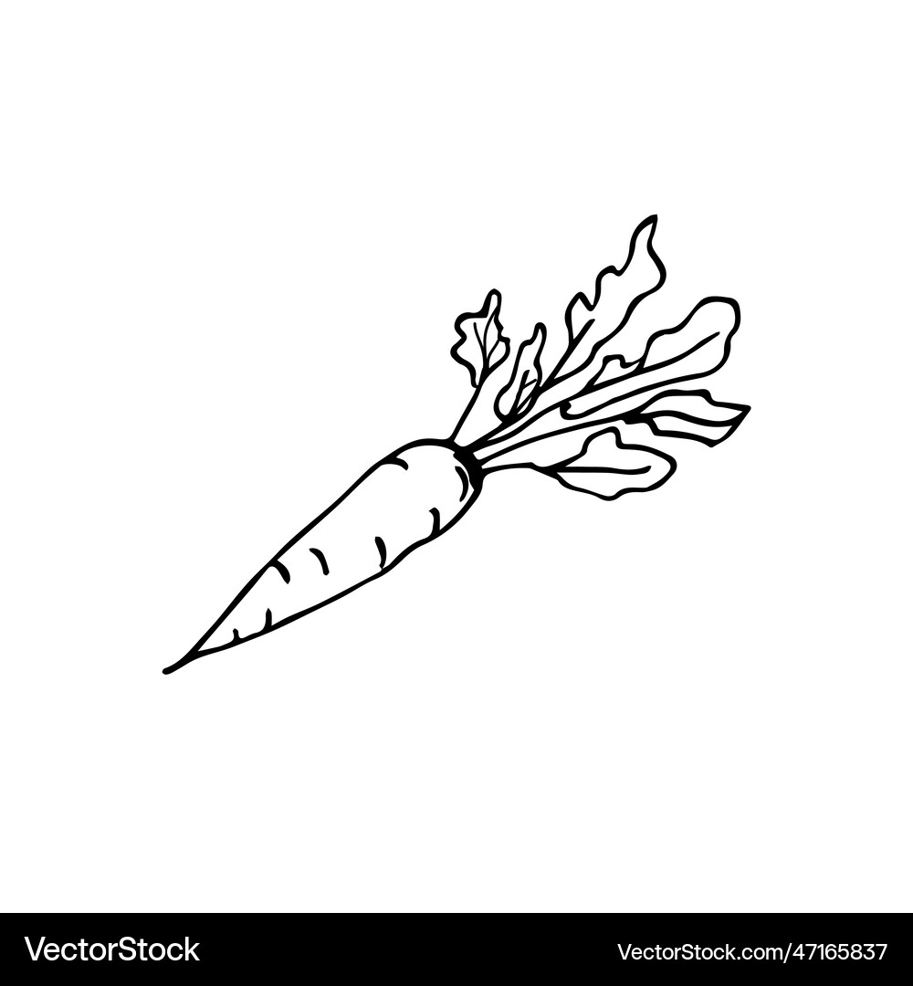 Hand drawing carrot black white with foliage Vector Image