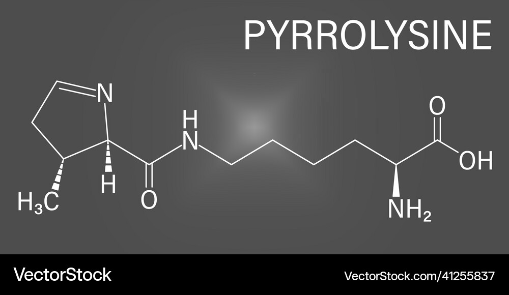 Pyrrolysine amino acid molecule skeletal formula Vector Image