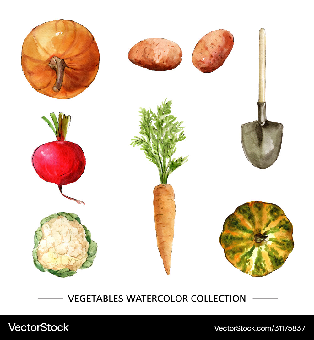 Vegetable collection design with watercolor Vector Image