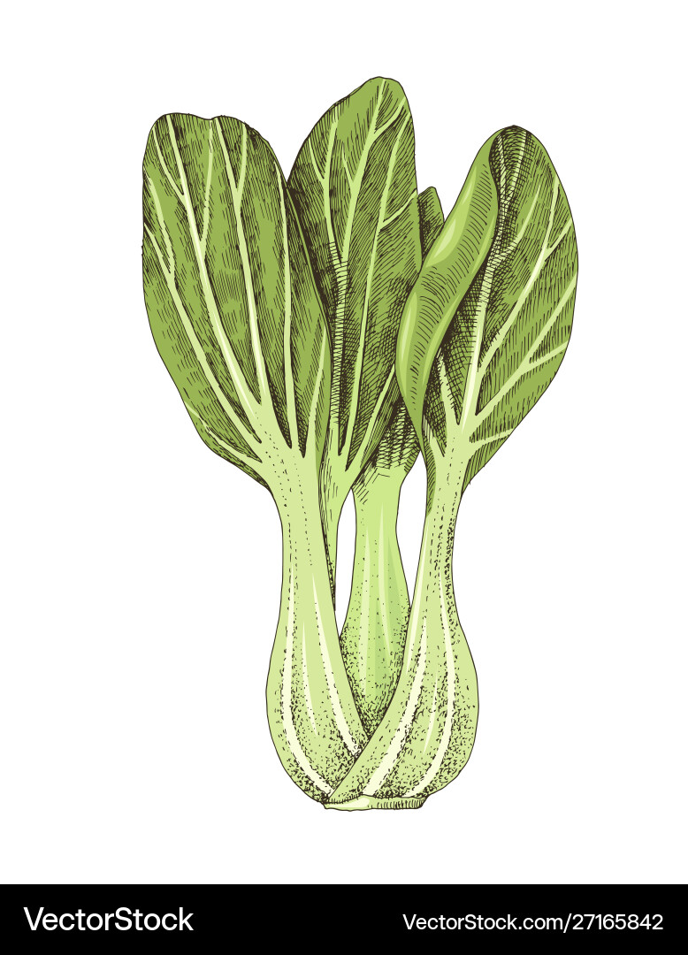 Hand drawn bok choy isolated on white background Vector Image