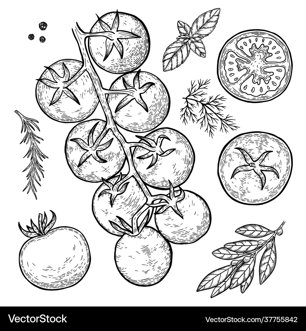 Hand drawn tomato set sketches with cut Royalty Free Vector