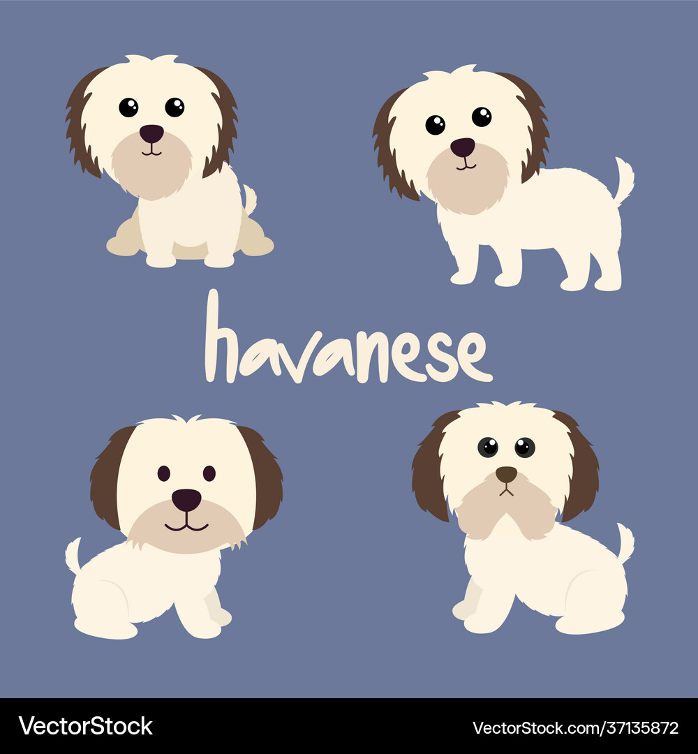 Set character animal in various poses cute Vector Image