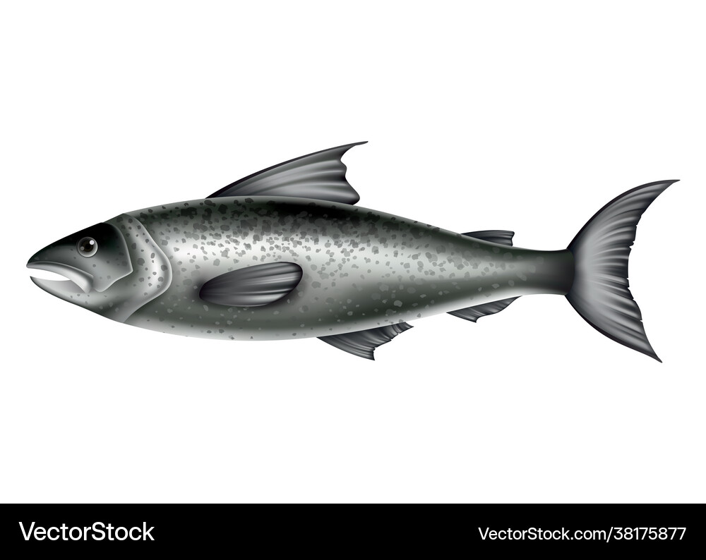 Salmon fish whole isolated on white Royalty Free Vector