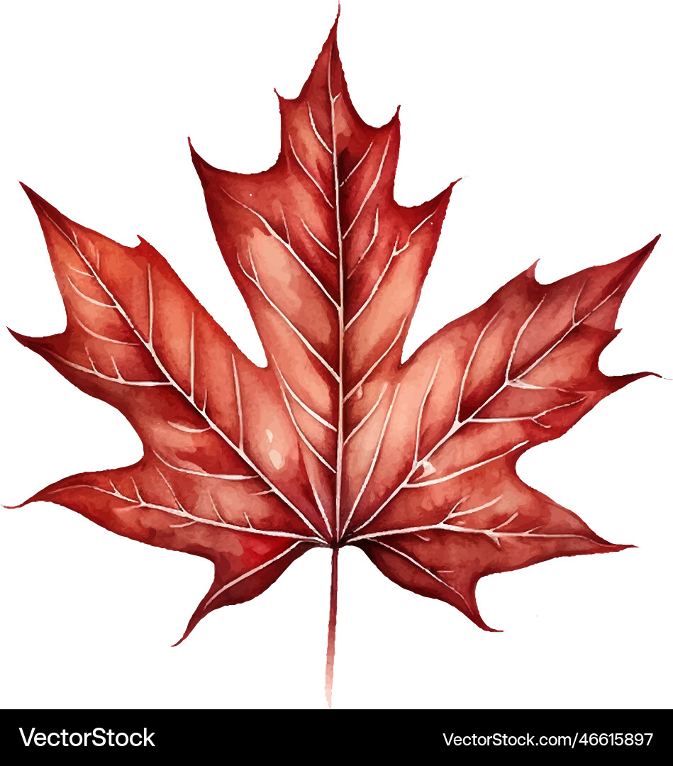 Watercolor canada stylized red maple leaf - art Vector Image