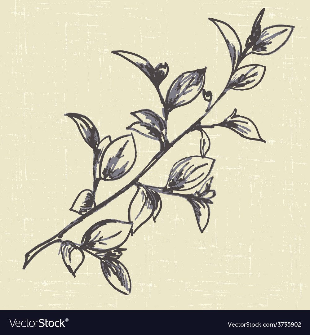 Branch Royalty Free Vector Image - VectorStock