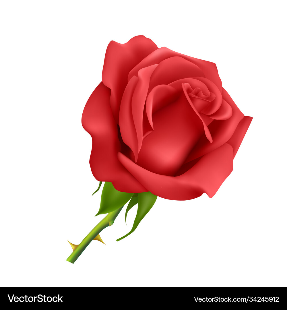 Beautiful red rose isolated on white background Vector Image