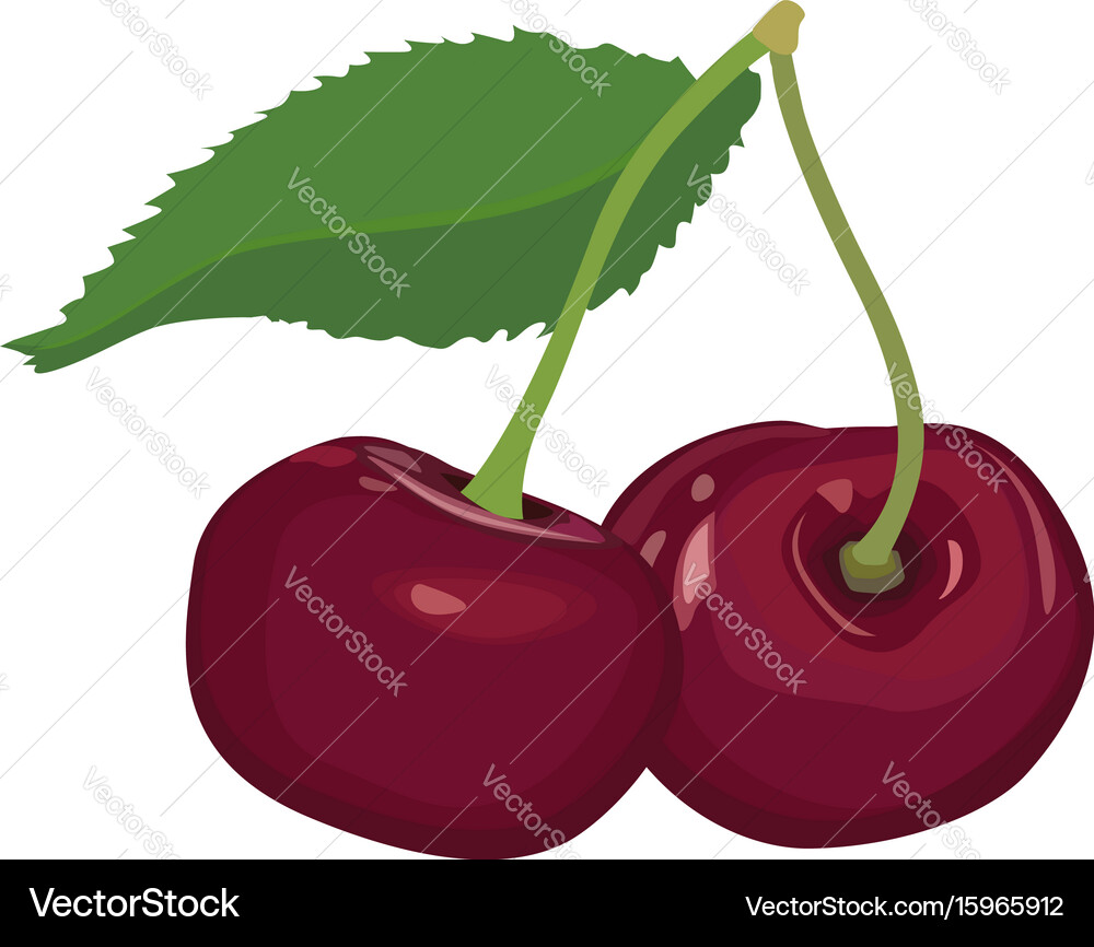 Cherries isolated cherry fruit set ripe sweet Vector Image