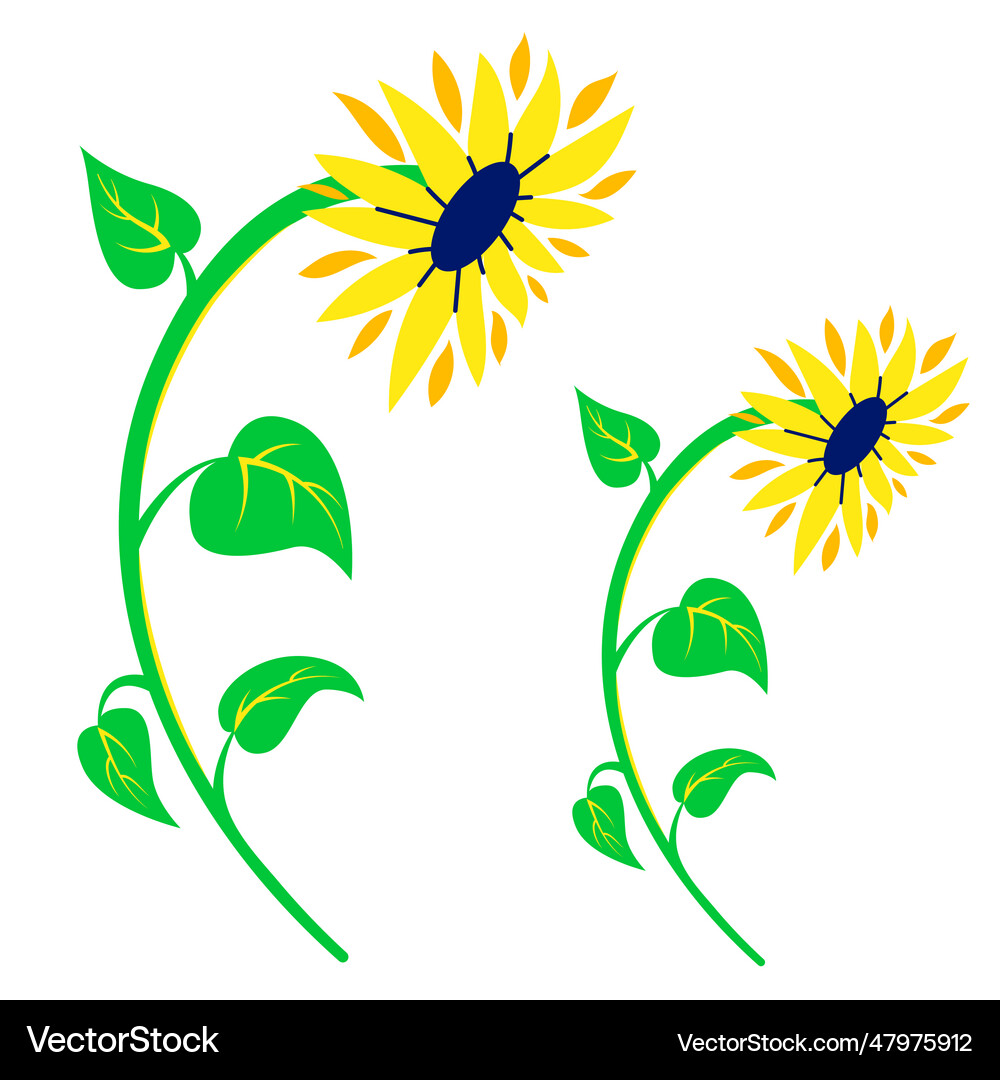 Yellow sunflowers on white Royalty Free Vector Image