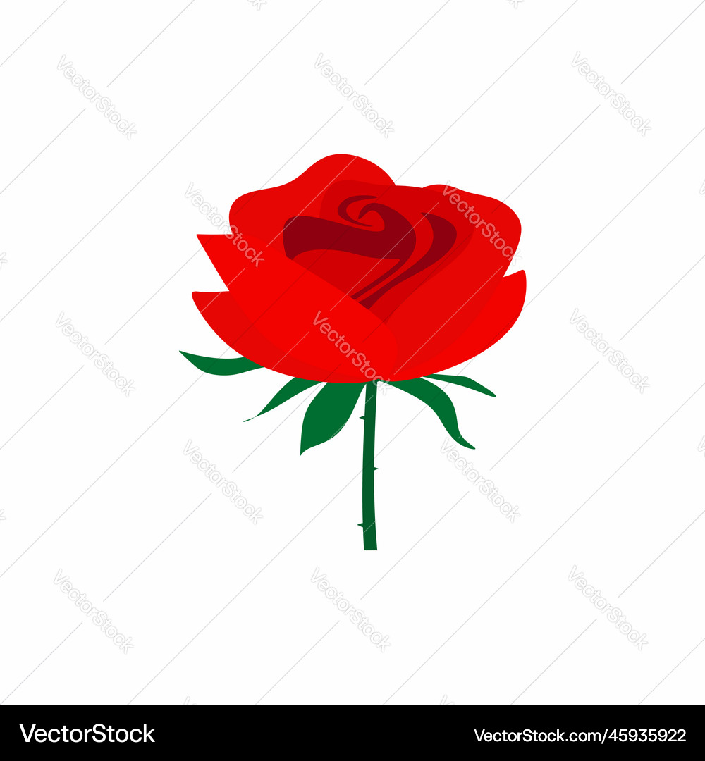 Red rose flower isolated on white background Vector Image