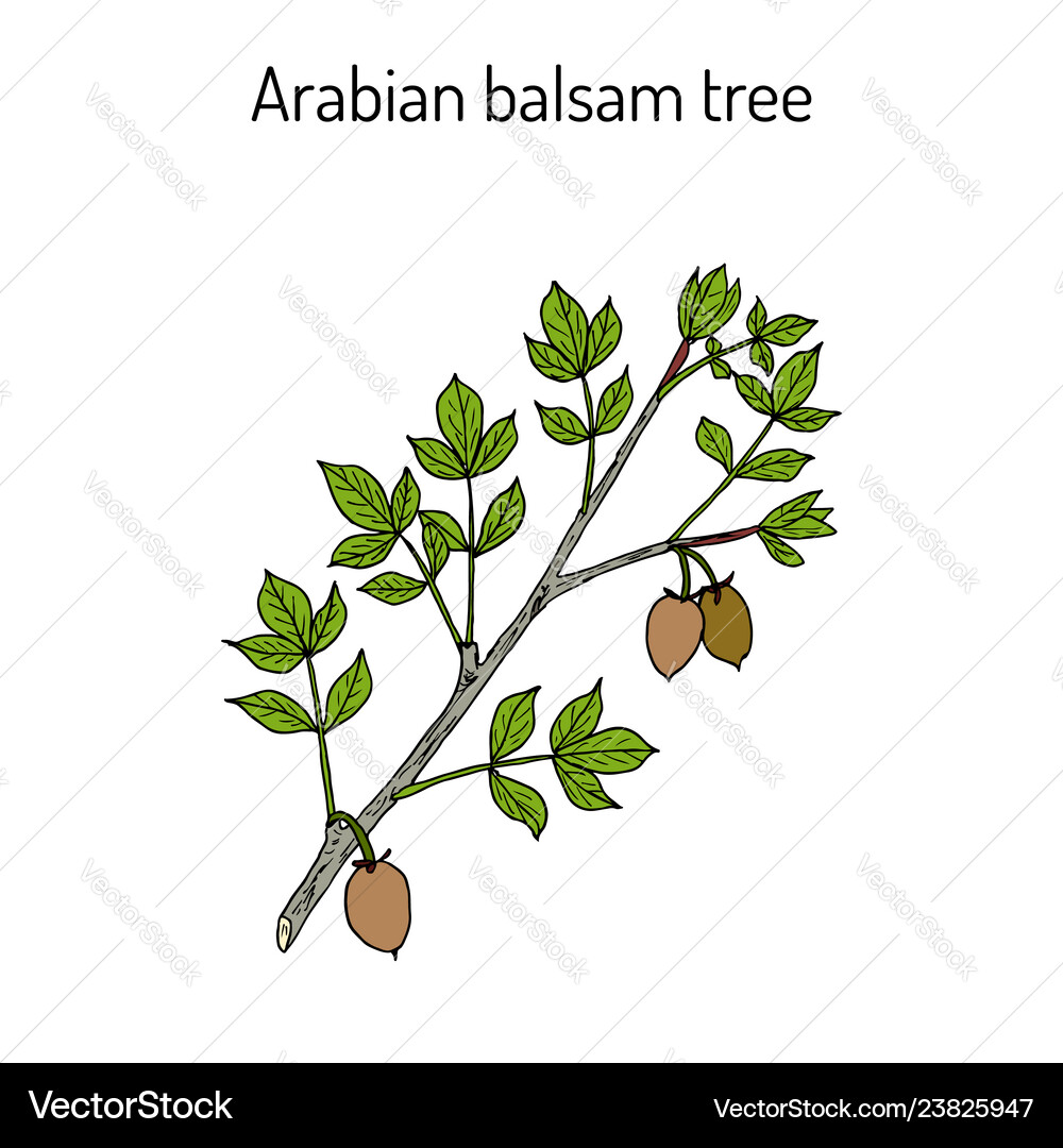 Commiphora Gileadensis - Balm of Gilead Tree Vector Image
