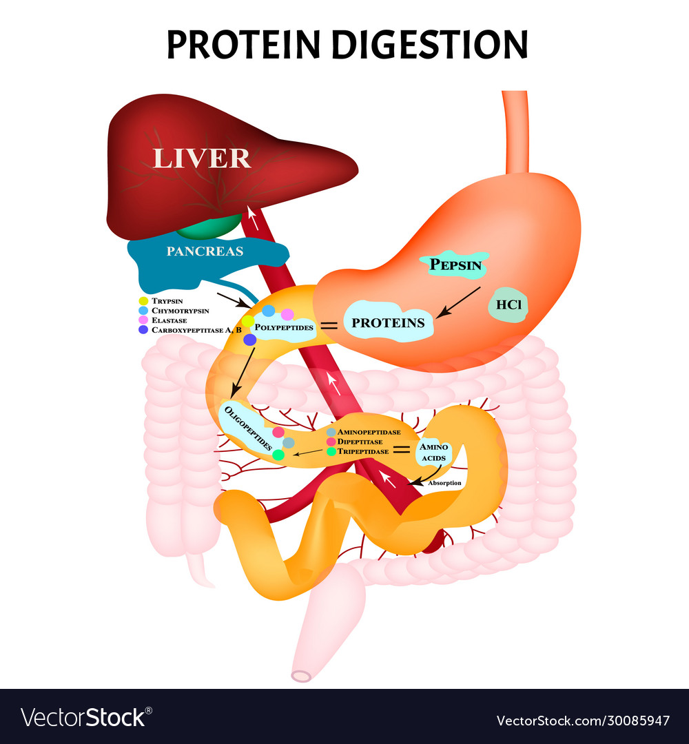 Protein Digestion Protein Metabolism Digestion Vector Image