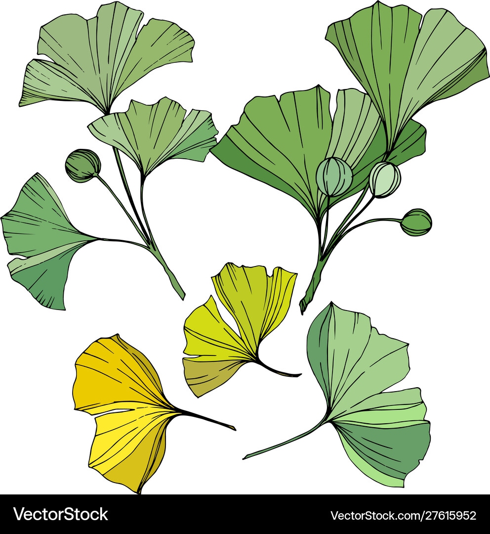Ginkgo leaf plant botanical garden Royalty Free Vector Image