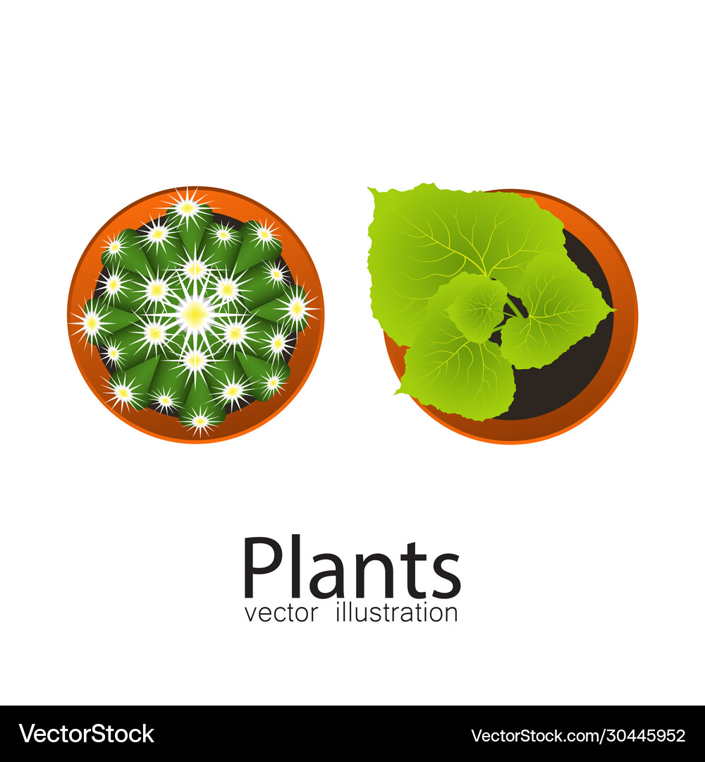 Plant in pot top view isolated Royalty Free Vector Image