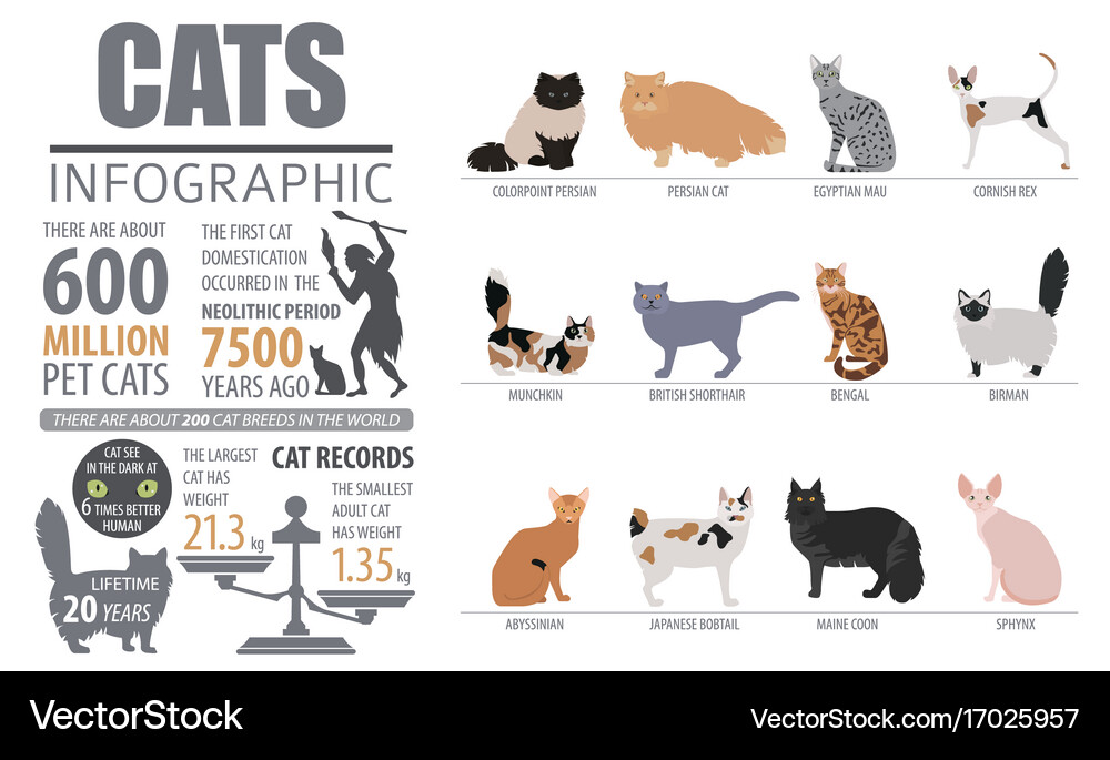 Cat breeds infographic template icon isolated Vector Image