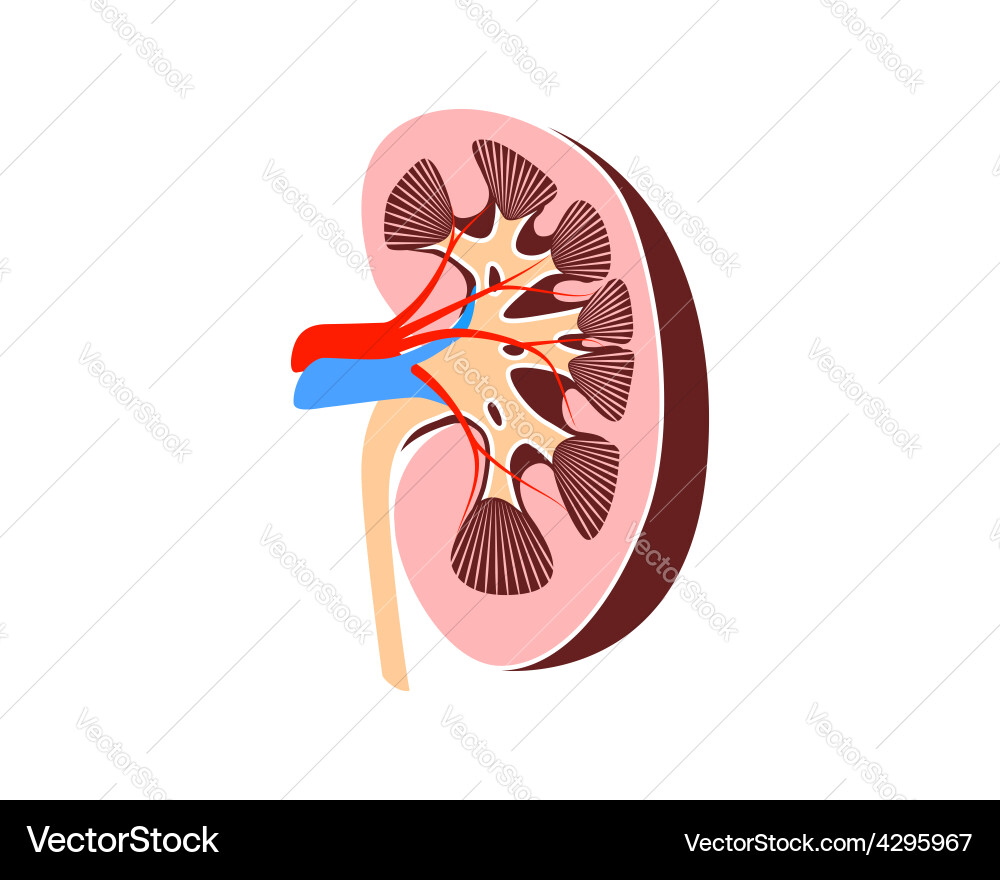 Medicine kidney anatomy Royalty Free Vector Image