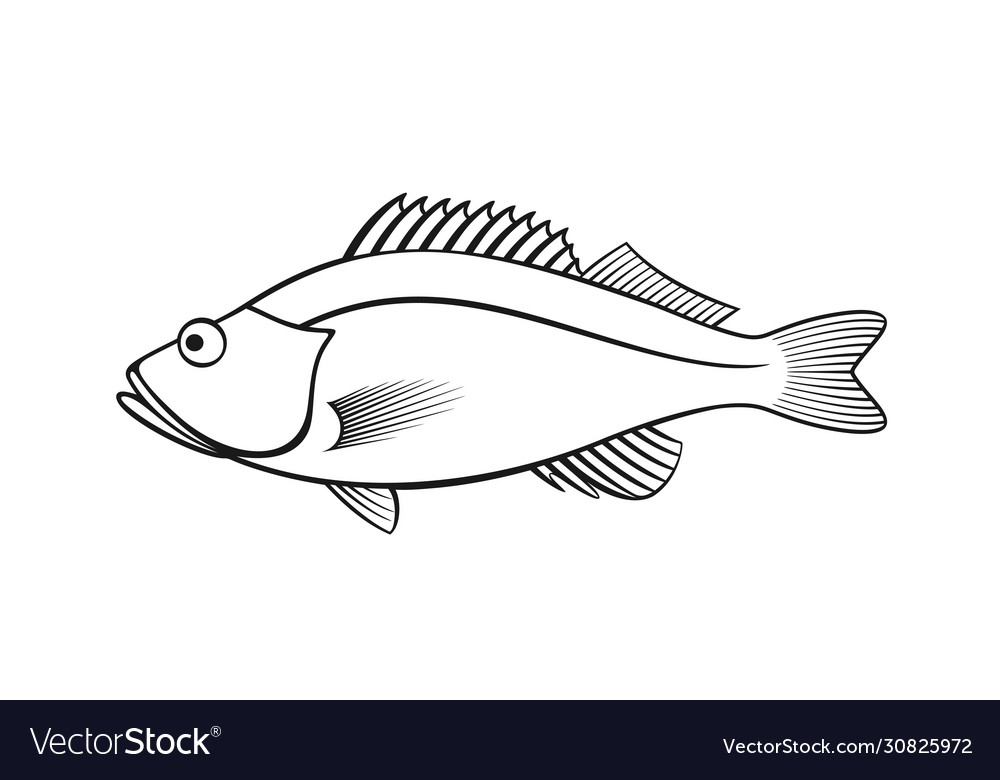 Ocean perch Royalty Free Vector Image - VectorStock