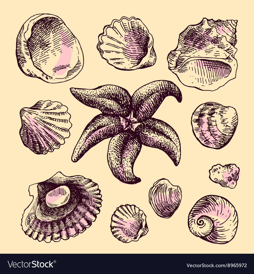 Shell hand drawn Royalty Free Vector Image - VectorStock