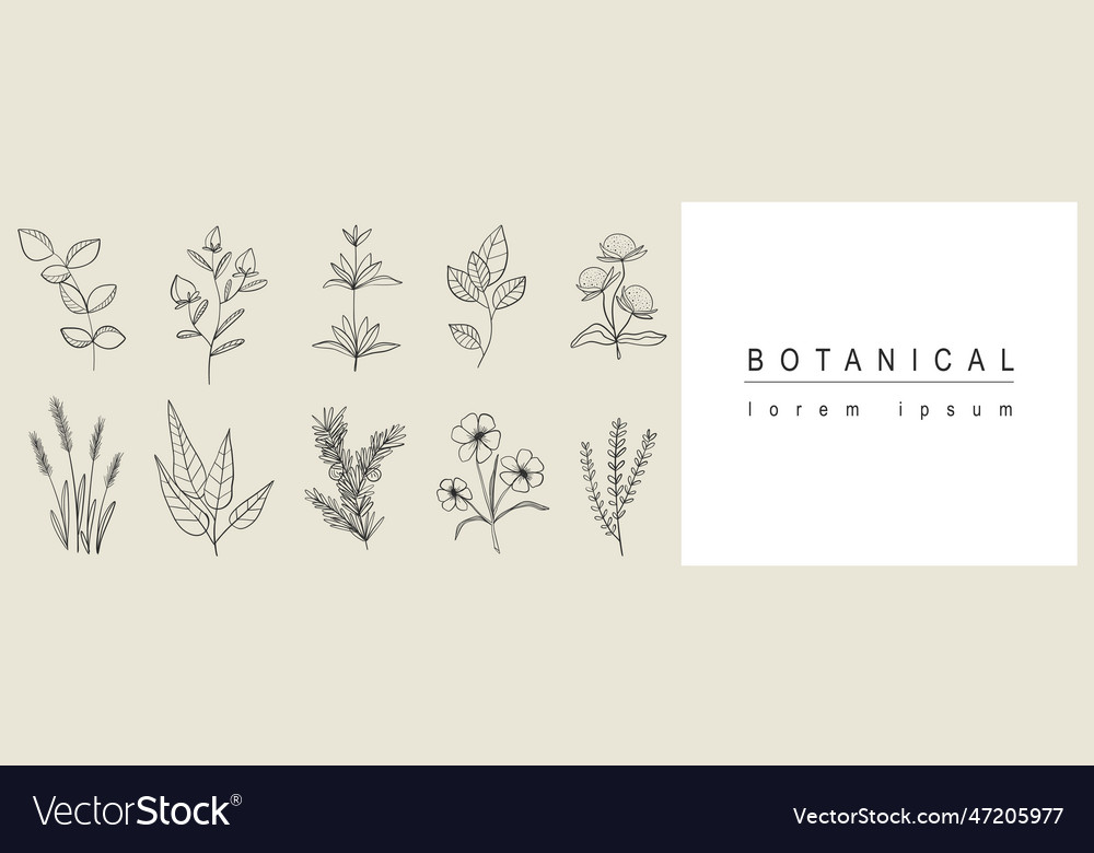 Botanical abstract background with floral line art