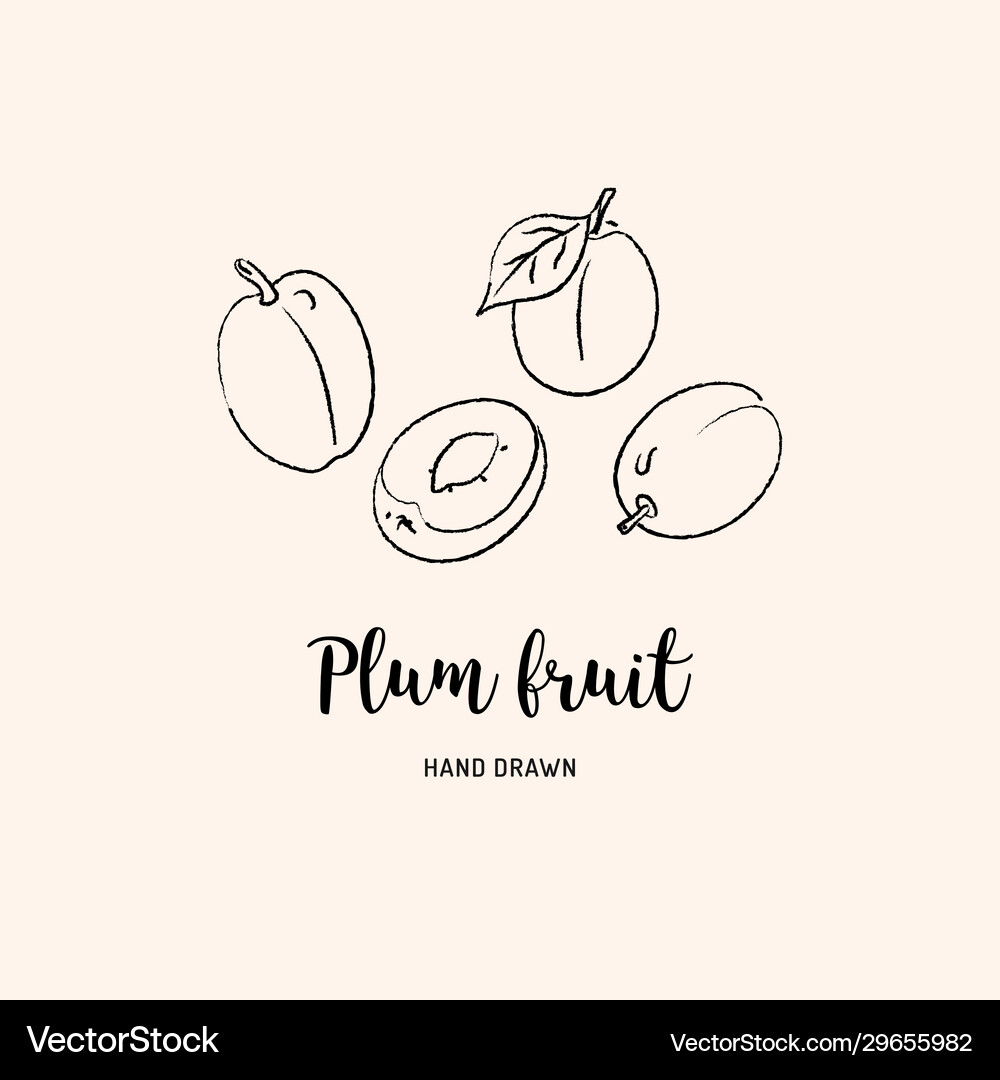 Plum fruit graphic drawing sketch plums on a Vector Image