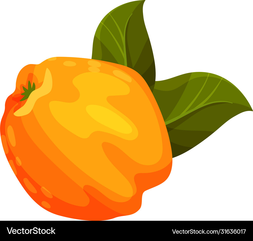 Whole quince isolated on white background Vector Image