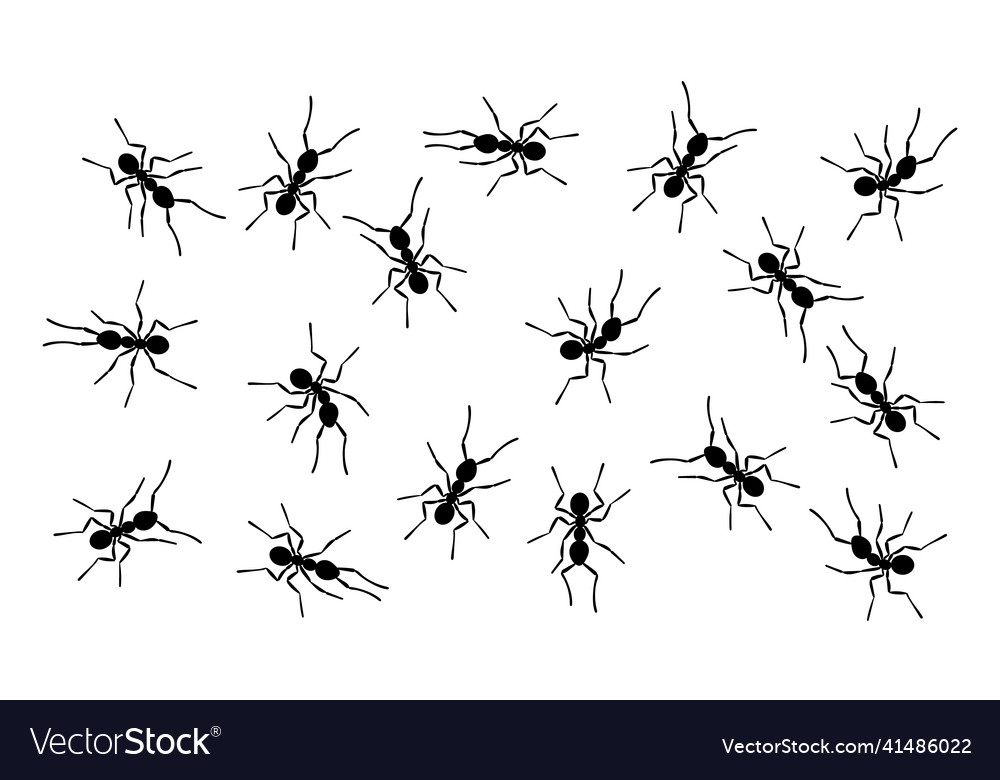 Worker ants trail line flat style design Vector Image