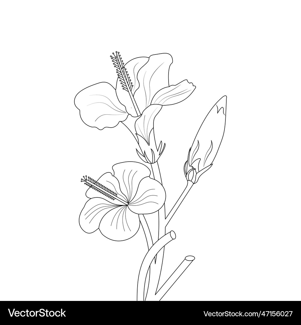 Hibiscus flower drawing coloring page Royalty Free Vector