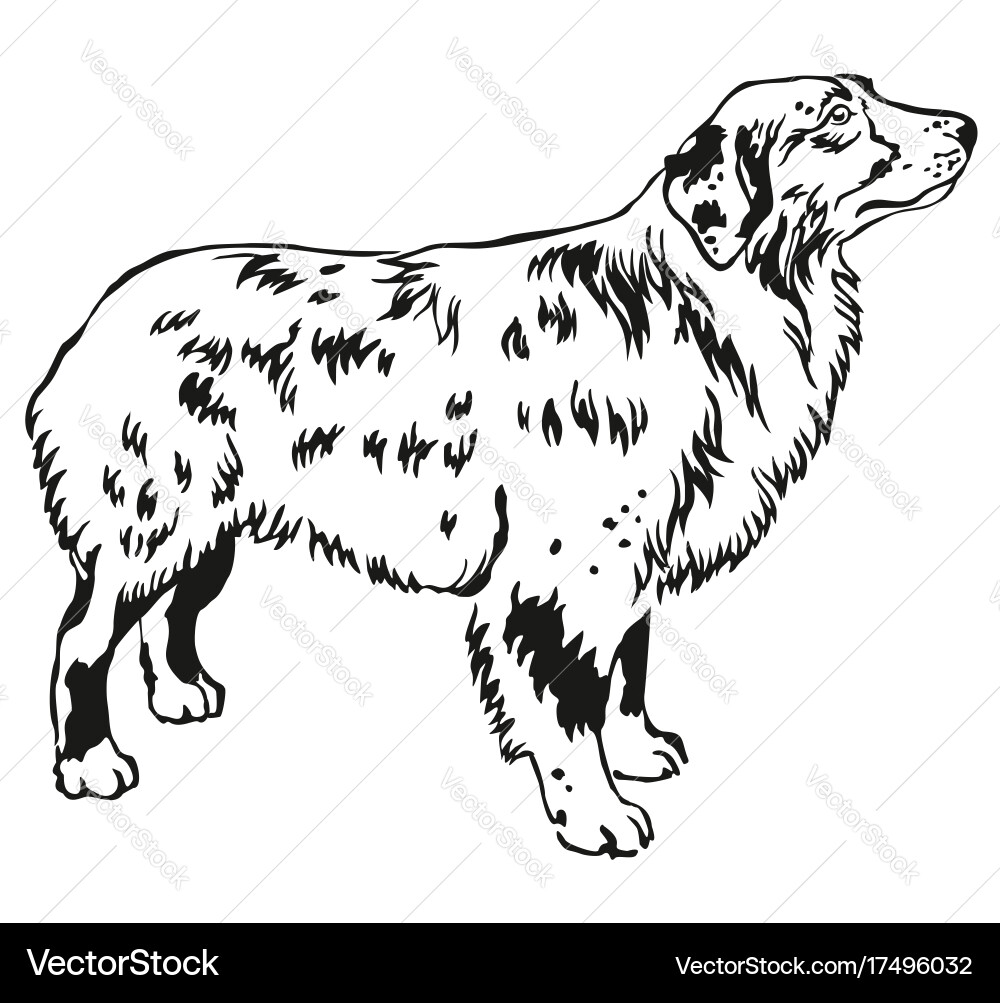 Decorative standing portrait dog australian Vector Image