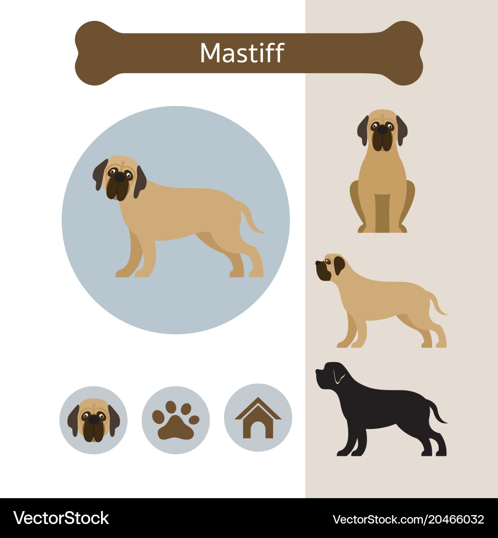 Mastiff dog breed infographic Royalty Free Vector Image