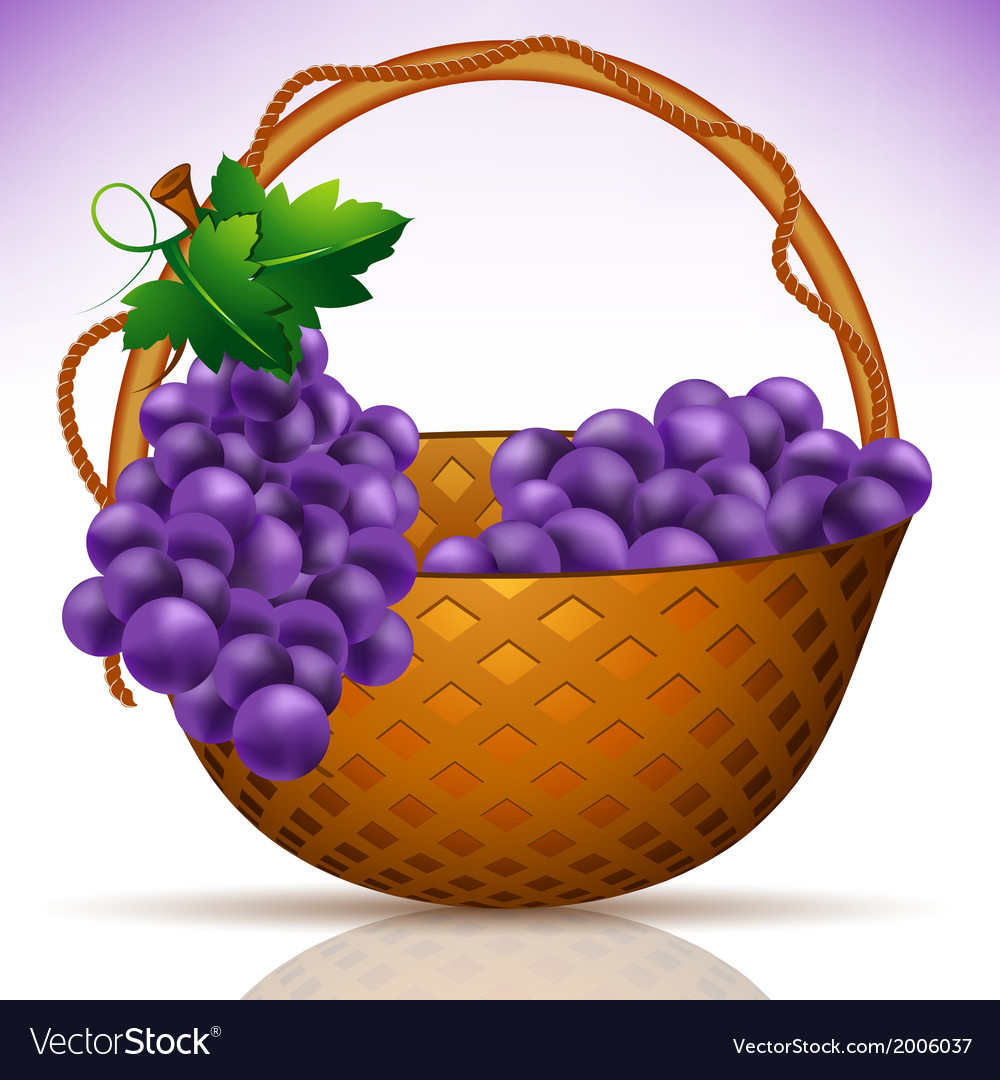 Grape Royalty Free Vector Image - VectorStock