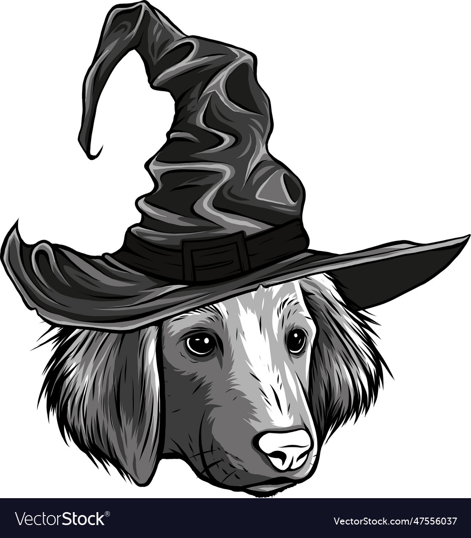 Dog Wizard Hat at Gail Pagano blog