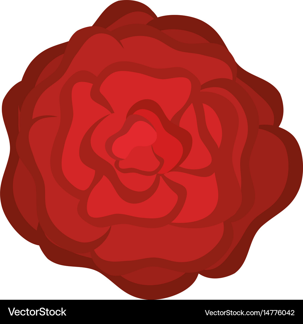 Beautiful rose decoration icon Royalty Free Vector Image