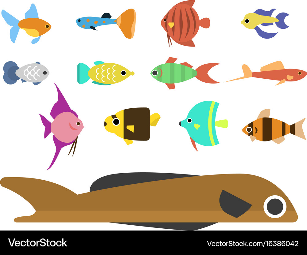 Exotic tropical fish race different breed colors Vector Image
