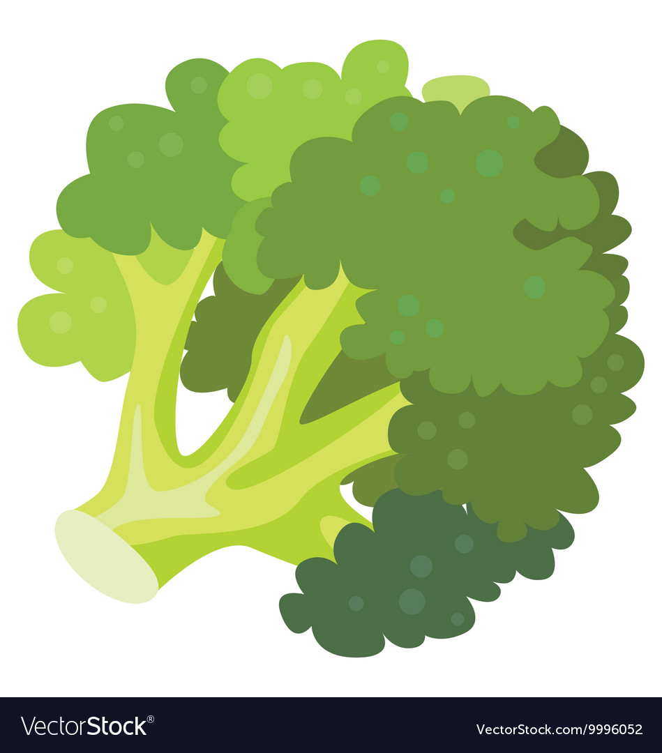 BROCCOLI Royalty Free Vector Image - VectorStock