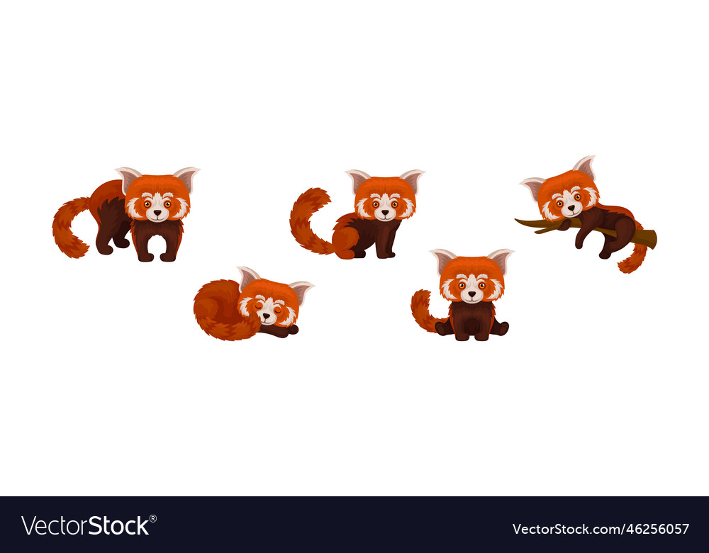 Cute red panda as rare pet from zoo in different Vector Image