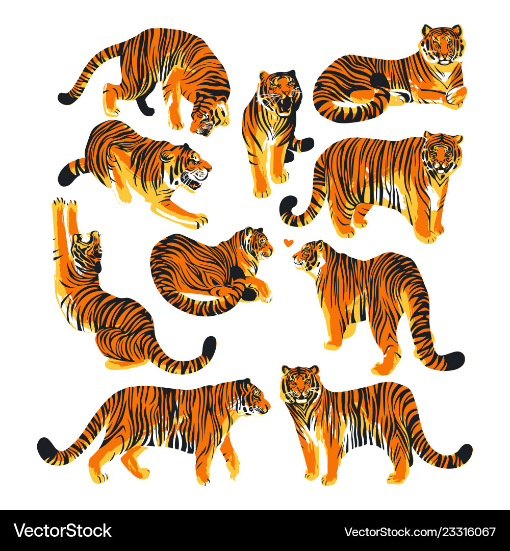 Graphic collection tigers in different poses Vector Image