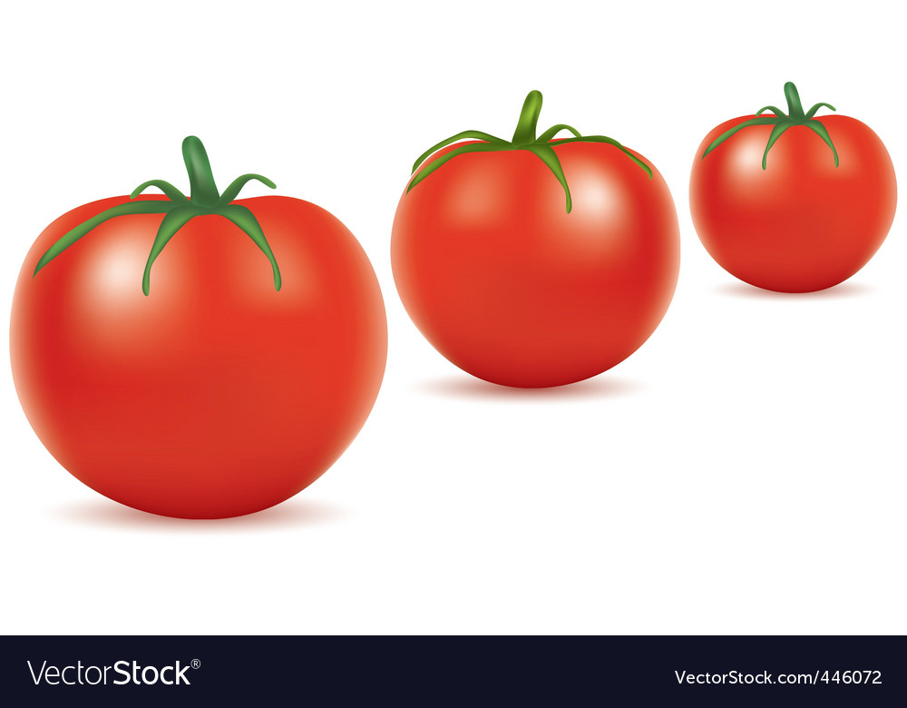 Tomatoes Royalty Free Vector Image - VectorStock