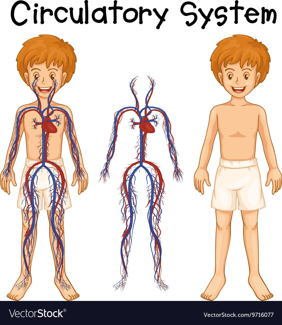 Boy with circulatory system Royalty Free Vector Image Boy with circulatory system Royalty Free Vector Image