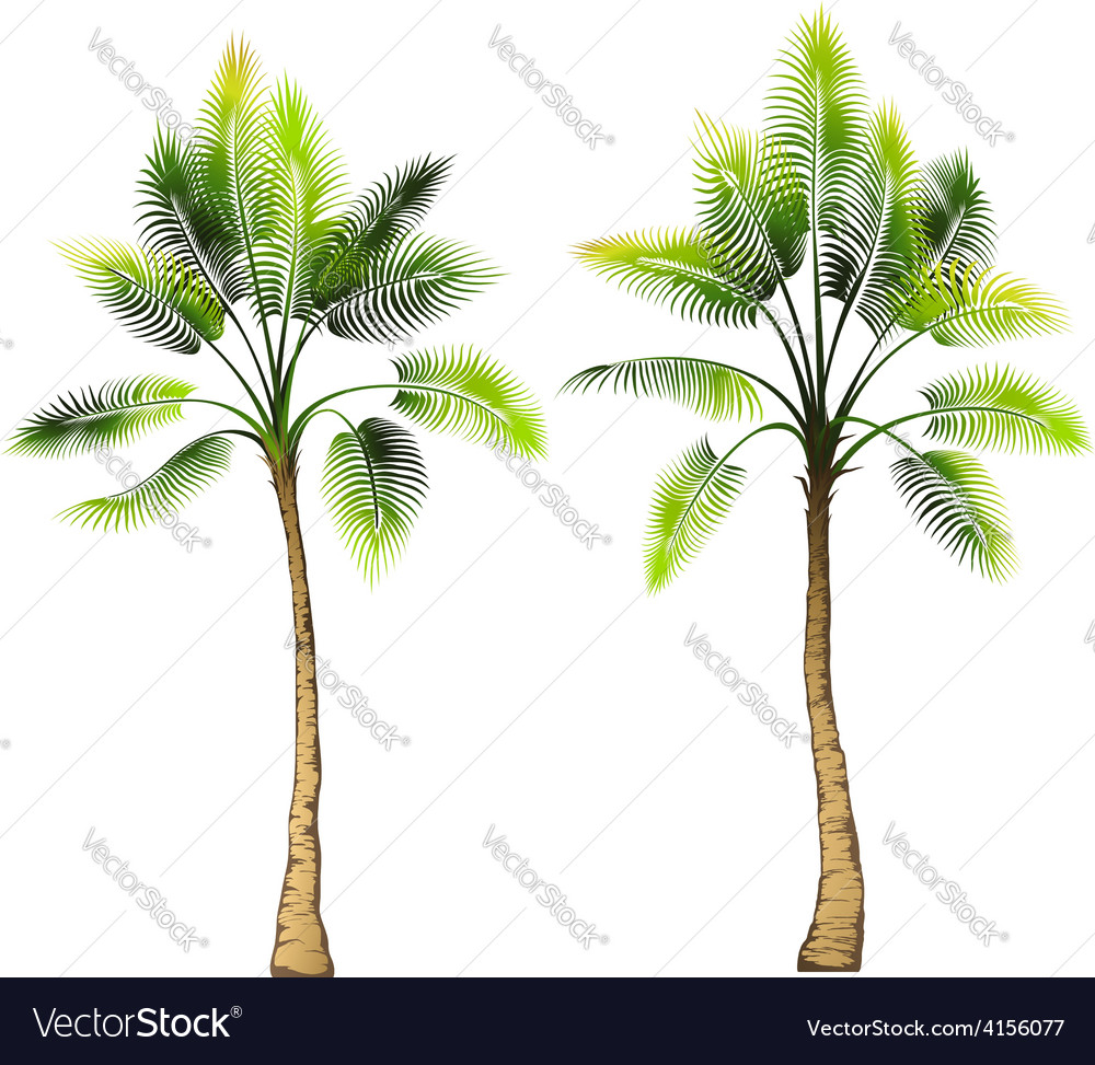 Palm tree Royalty Free Vector Image - VectorStock
