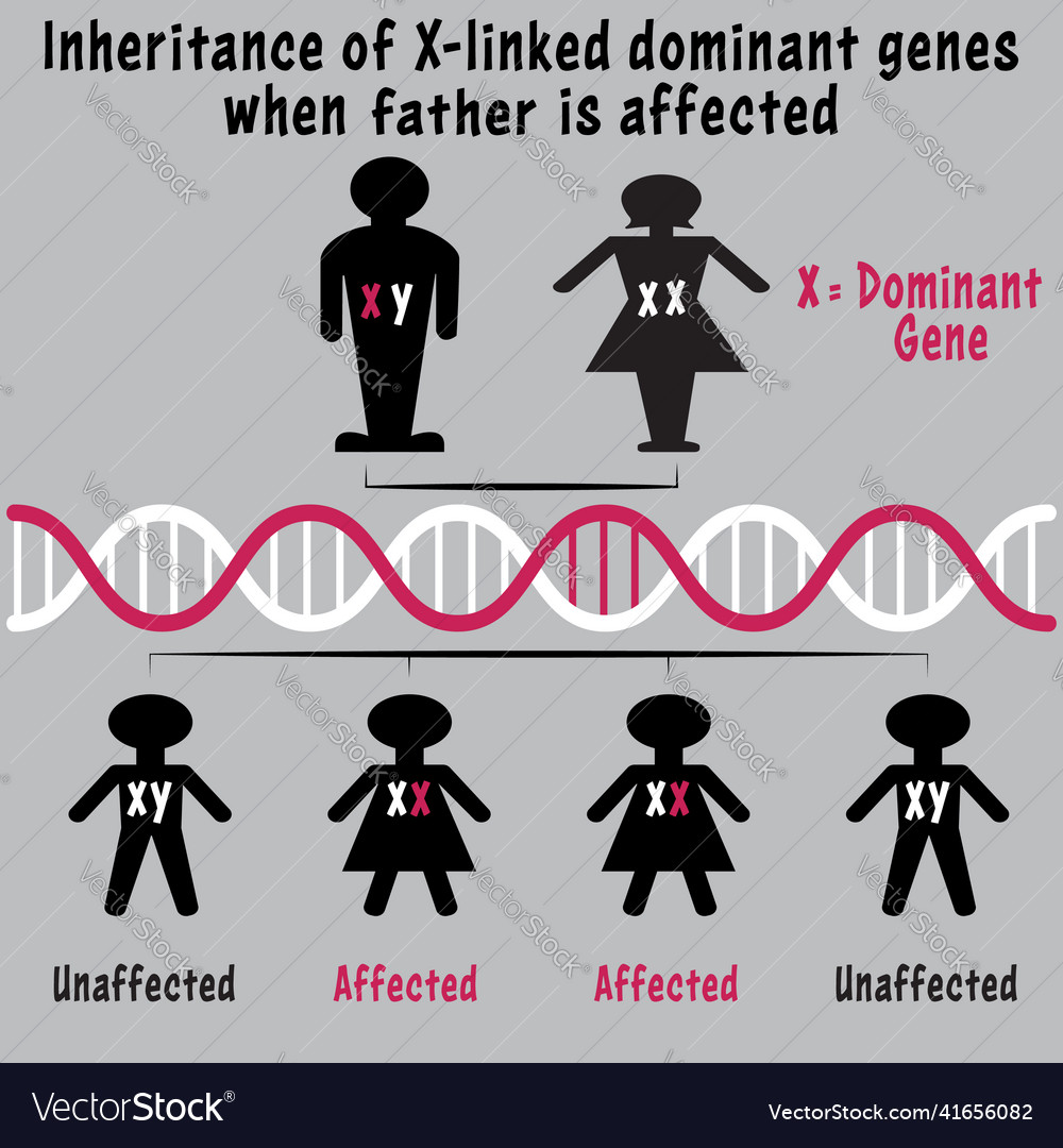 X-linked inheritance Royalty Free Vector Image