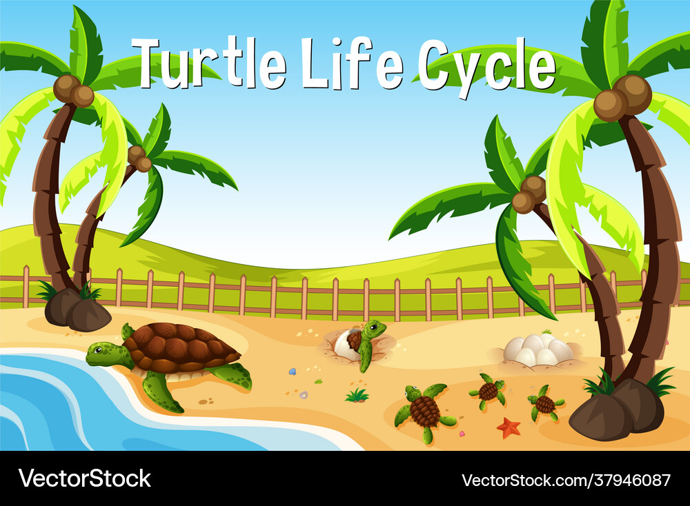 Many turtles on beach scene with turtle life Vector Image