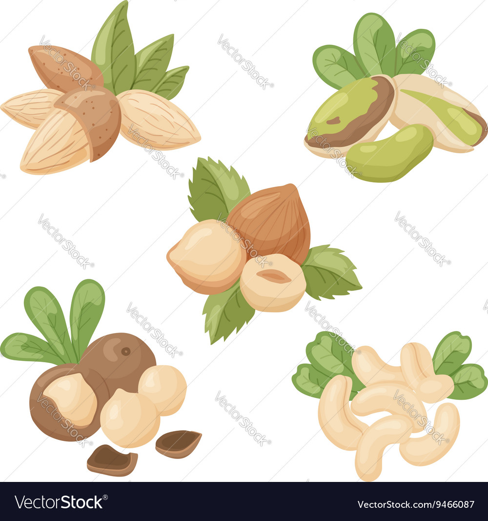 Nuts Royalty Free Vector Image - VectorStock